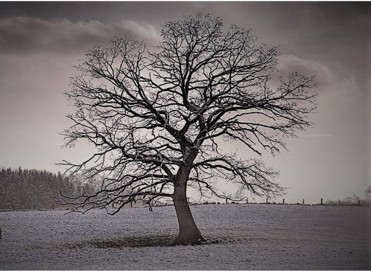 Top Nasal Moisturizers for Allergy Relief in 2026 – NOSE-LUV